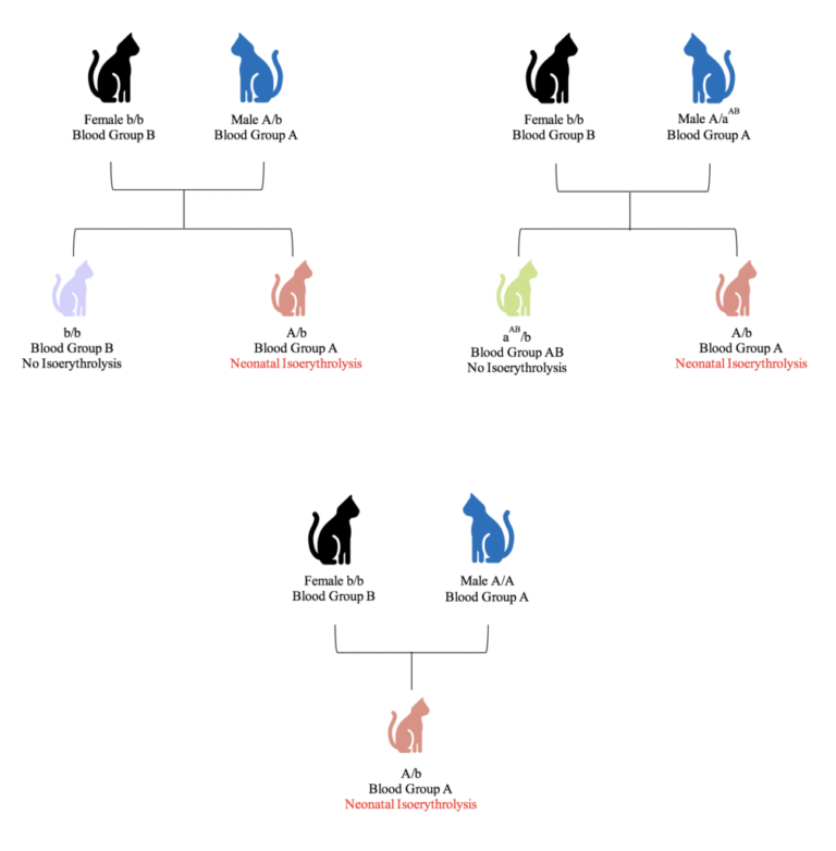 Understanding Type B Blood in Cats - Rocky Mountain Persians ...